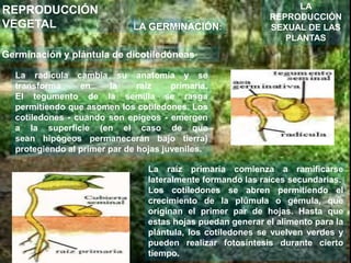 La germinacion | PPTX