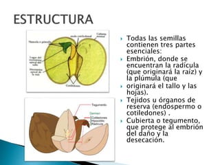 La germinacion en las plantas completa para la maestra2 | PPTX