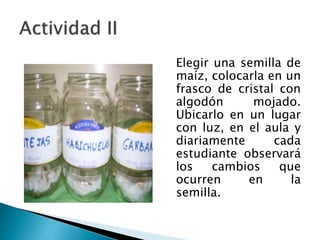 La germinacion en las plantas completa para la maestra2 | PPTX