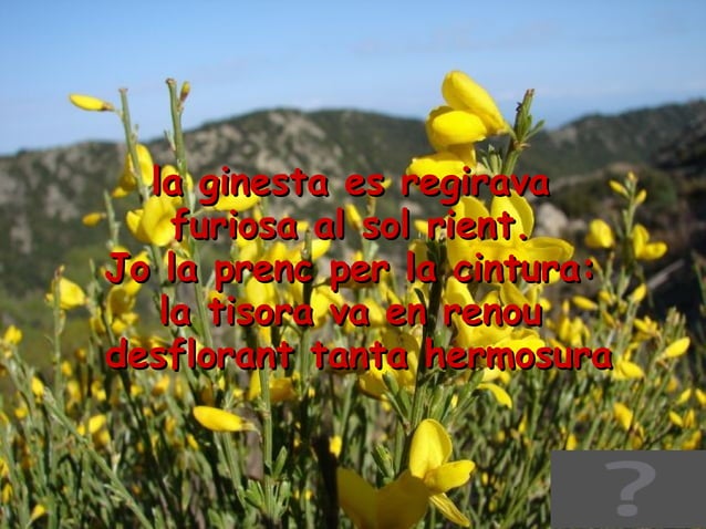 La ginesta | ODP