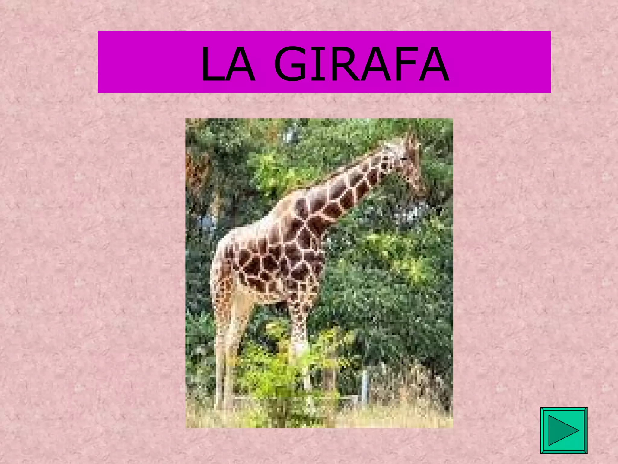 La girafa | PPS