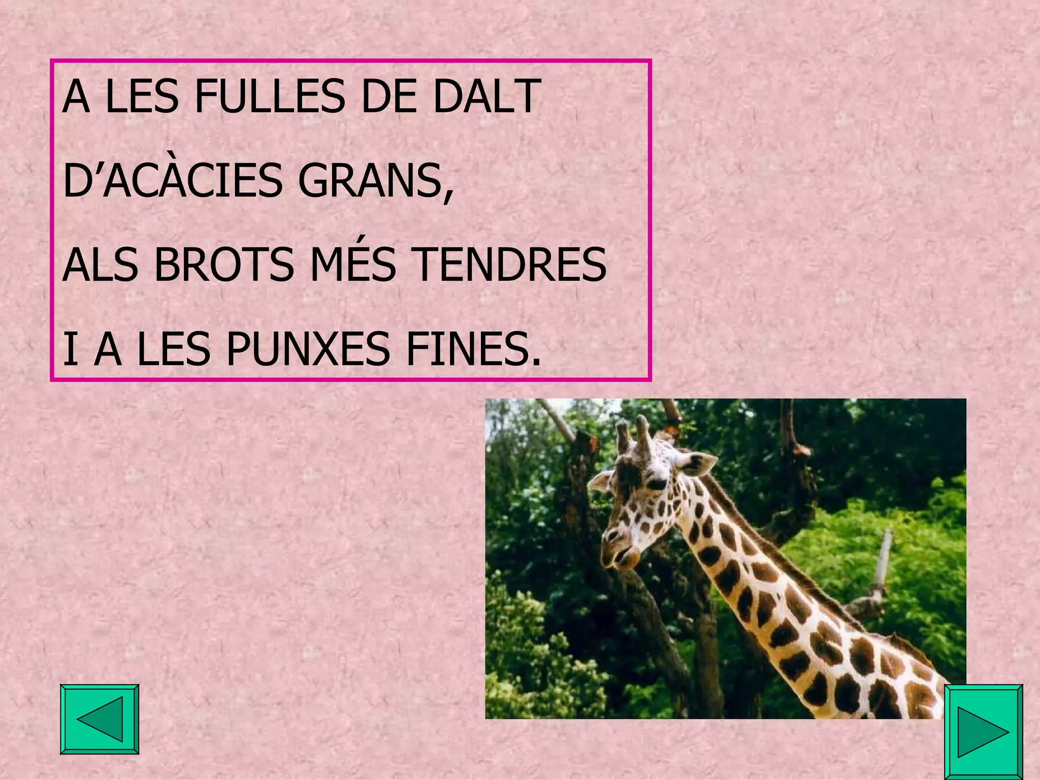 La girafa | PPS