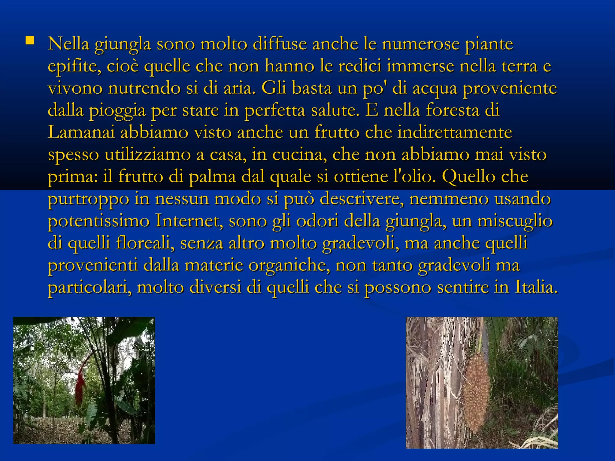 La giungla | PPT