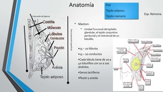 La glándula mamaria | PPTX
