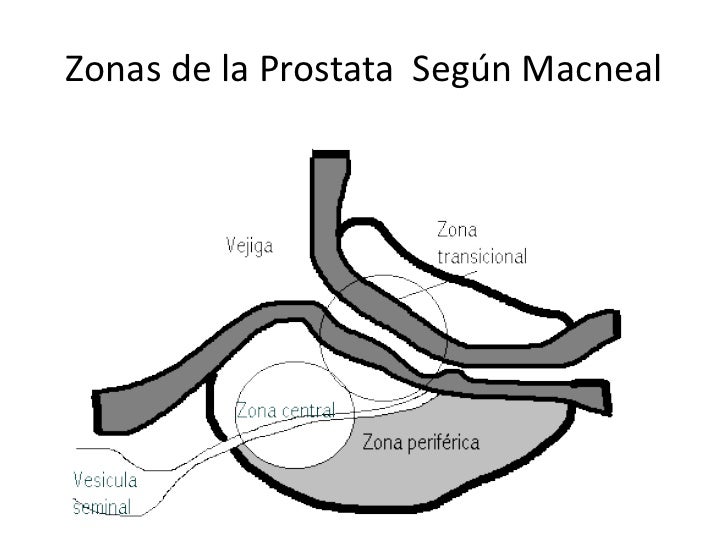 La glándula prostática 1