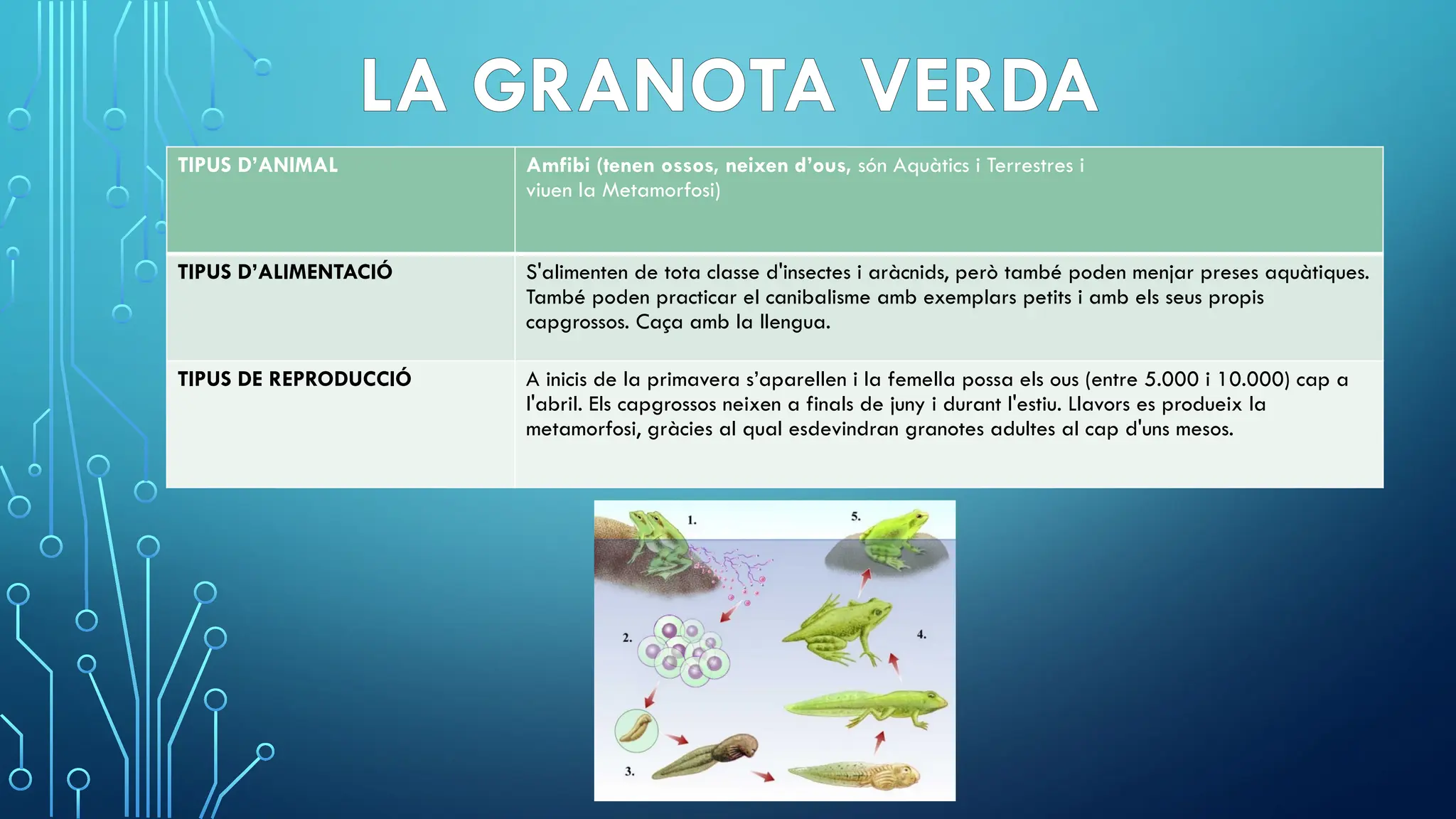 PRESENTACIÓ LA GRANOTA VERDA, 3 PRIMARIA | PPTX
