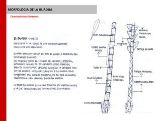 La guadua | PPTX