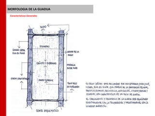 La guadua | PPTX