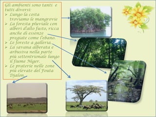 La guinea | PPTX
