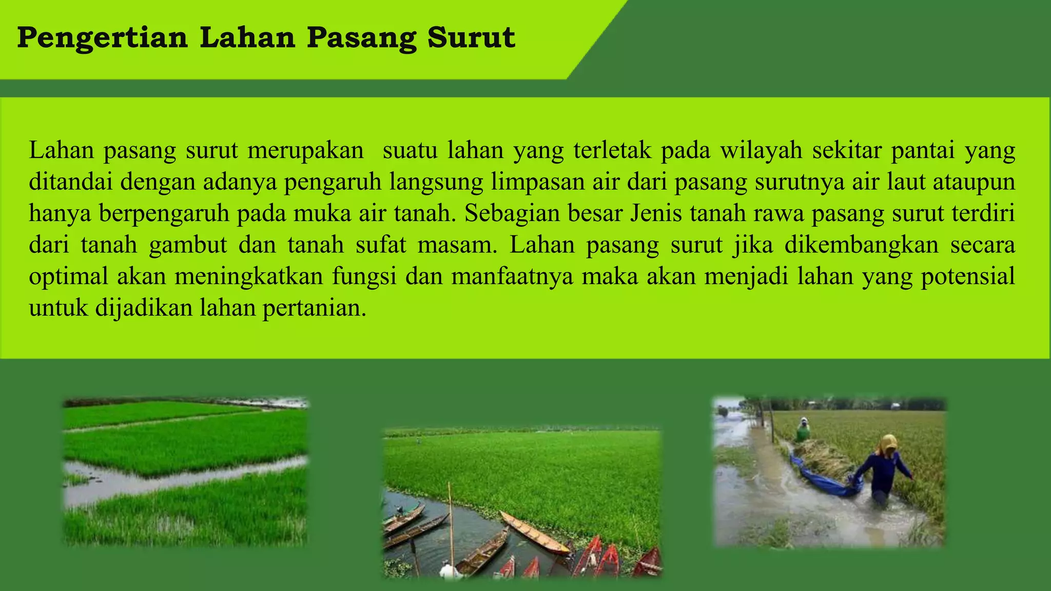 Lahan pasang surut | PPTX