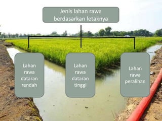 Lahan rawa | PPTX