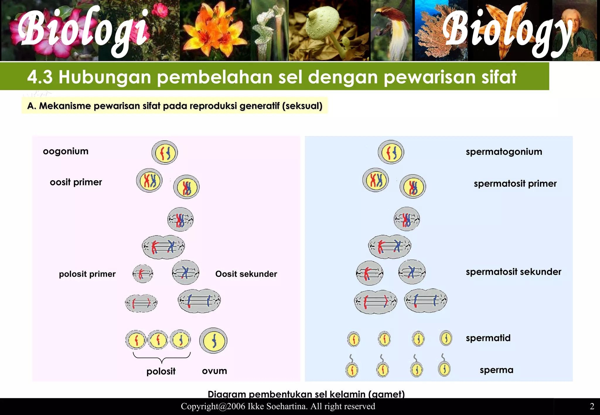 Pembelahan Sel: Hubungan pembelahan sel dengan pewarisan sifat | PPT