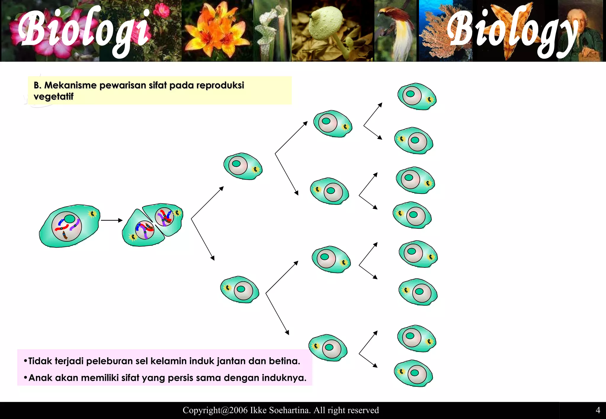 Pembelahan Sel: Hubungan pembelahan sel dengan pewarisan sifat | PPT