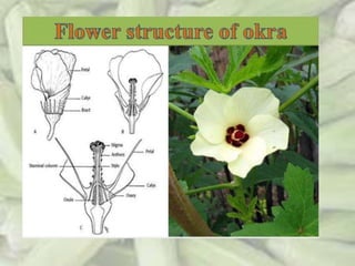 Okra Flower Parts
