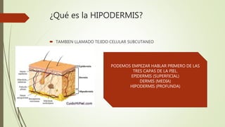 Hipodermis