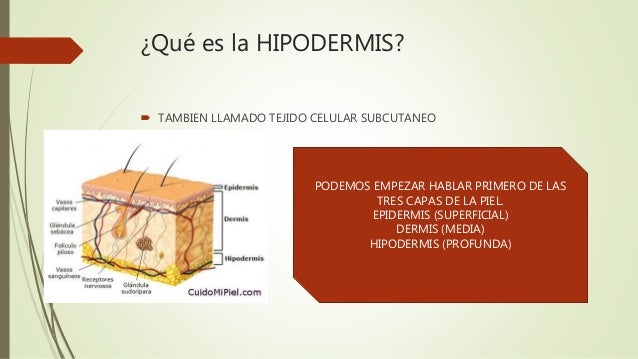 La hipodermis