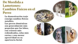 La historia del perro.pdf su evolucion en el tiempo | PDF