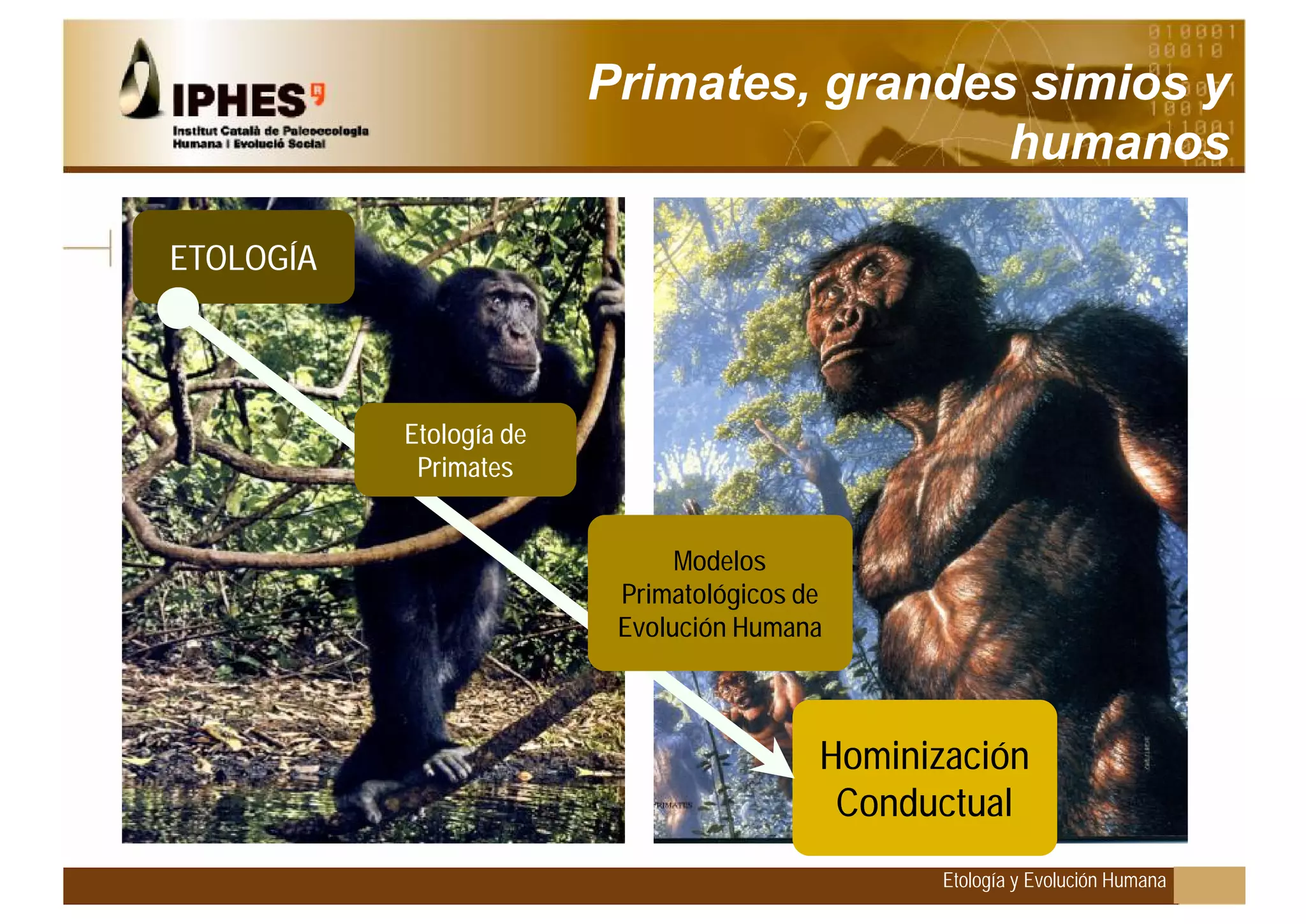 La Historia Evolutiva De Los Primates | PDF | Biological Sciences | Science