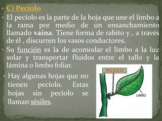 La hoja: Definición, partes y tipos | PPTX