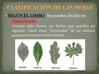 La hoja: Definición, partes y tipos | PPTX