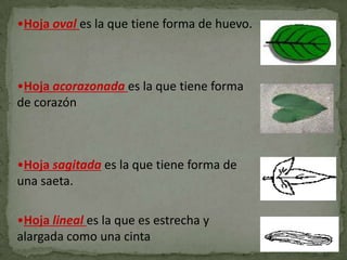 La hoja: Definición, partes y tipos | PPTX