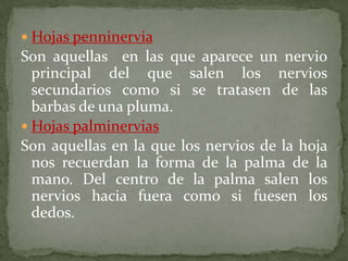 La hoja: Definición, partes y tipos | PPTX