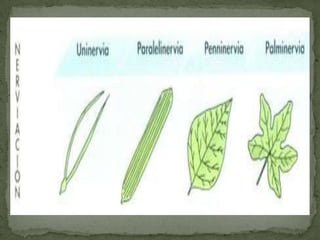 La hoja: Definición, partes y tipos | PPTX