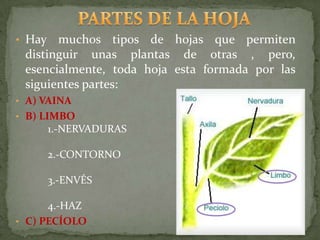 La hoja: Definición, partes y tipos | PPTX