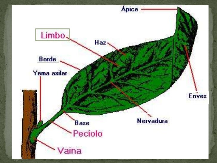 La hoja