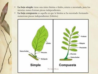 La hoja | PDF