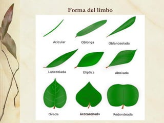 La hoja | PDF