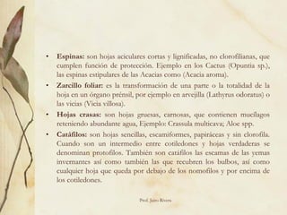 La hoja | PDF