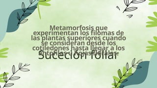 LA HOJA 51515154541151554515515155551542 | PPTX