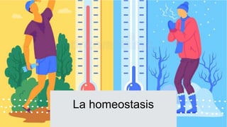 La homeostasis y el equilibrio interno del cuerpo humano. | PPTX