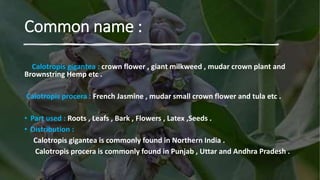 Callotropis plant pharmacognosy pptttt | PPT