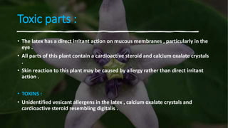 Callotropis plant pharmacognosy pptttt | PPTX