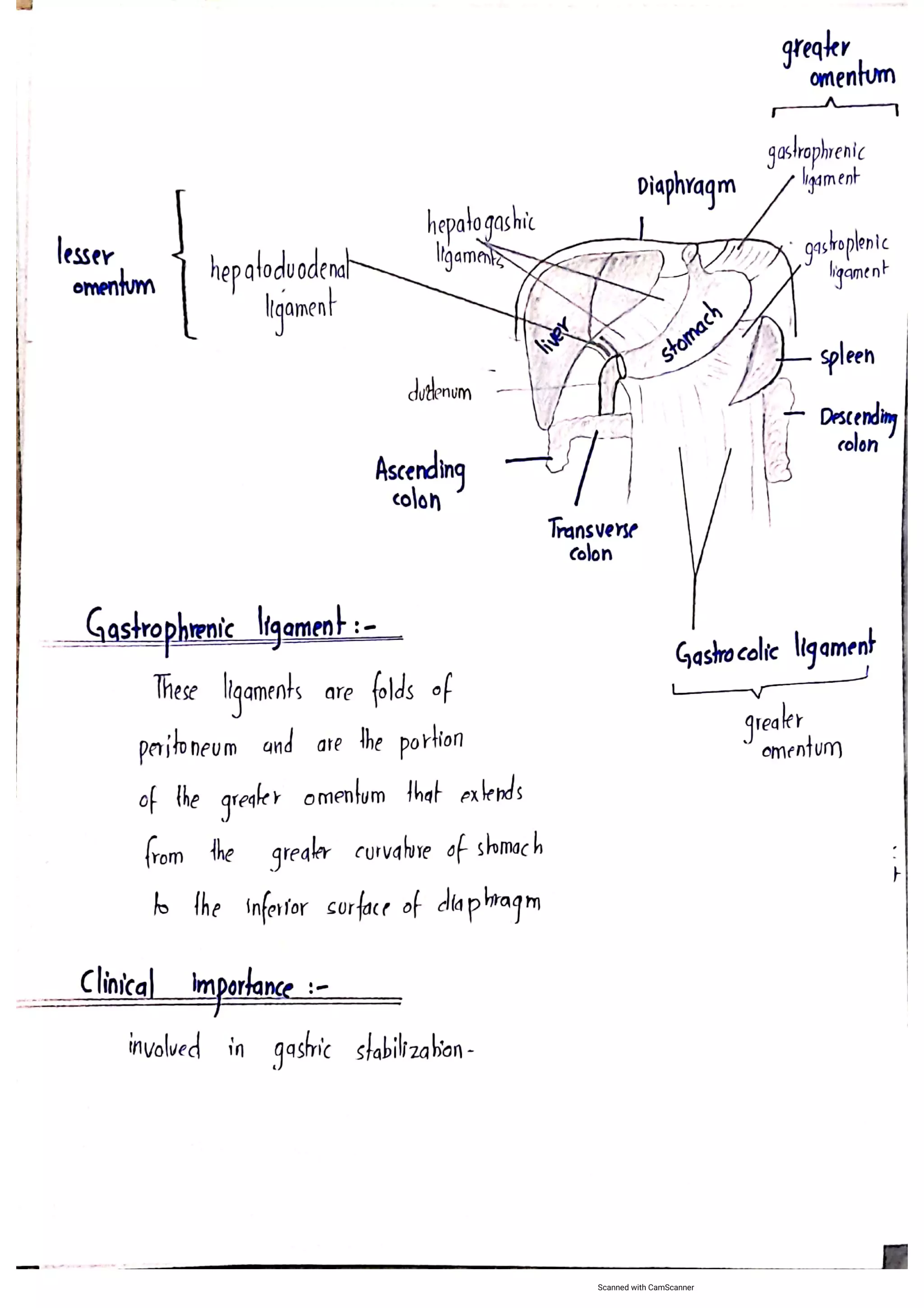 Ligaments of different regions | PDF
