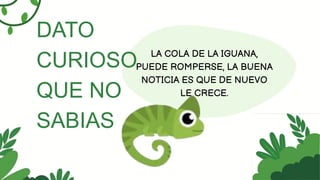 Presentación de La Iguana Diapositivas en powerpoint.pptx