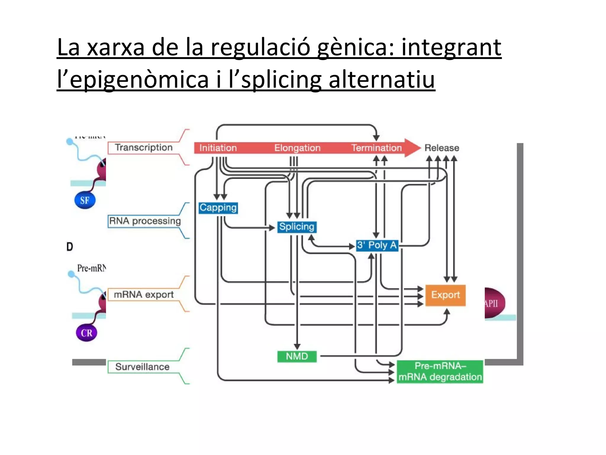 La importància de l’epigenoma jofre | PPT