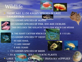 Lake Tanganyika | PPT | Africa Travel | Travel Locations