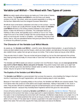 Milfoil | PDF