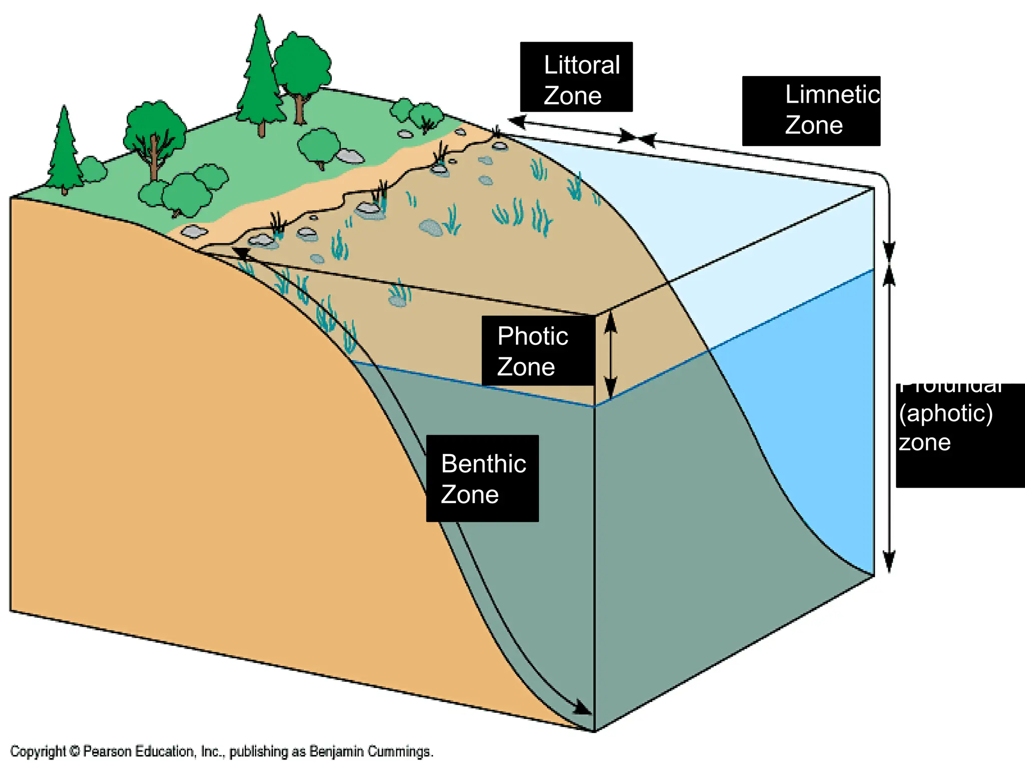 lake ecosystem.pptx000000000000000000000 | PPTX