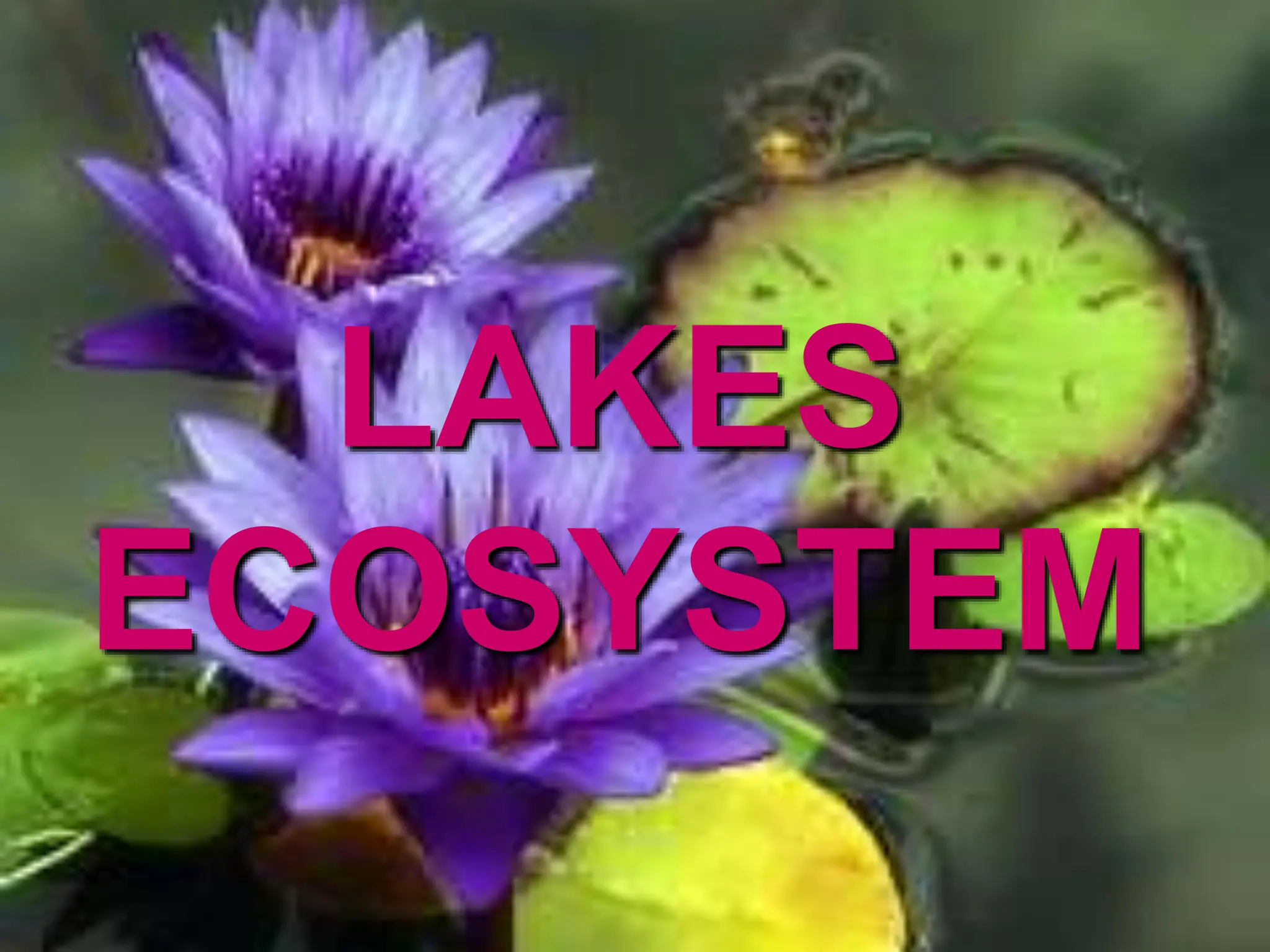 lake ecosystem.pptx000000000000000000000 | PPTX