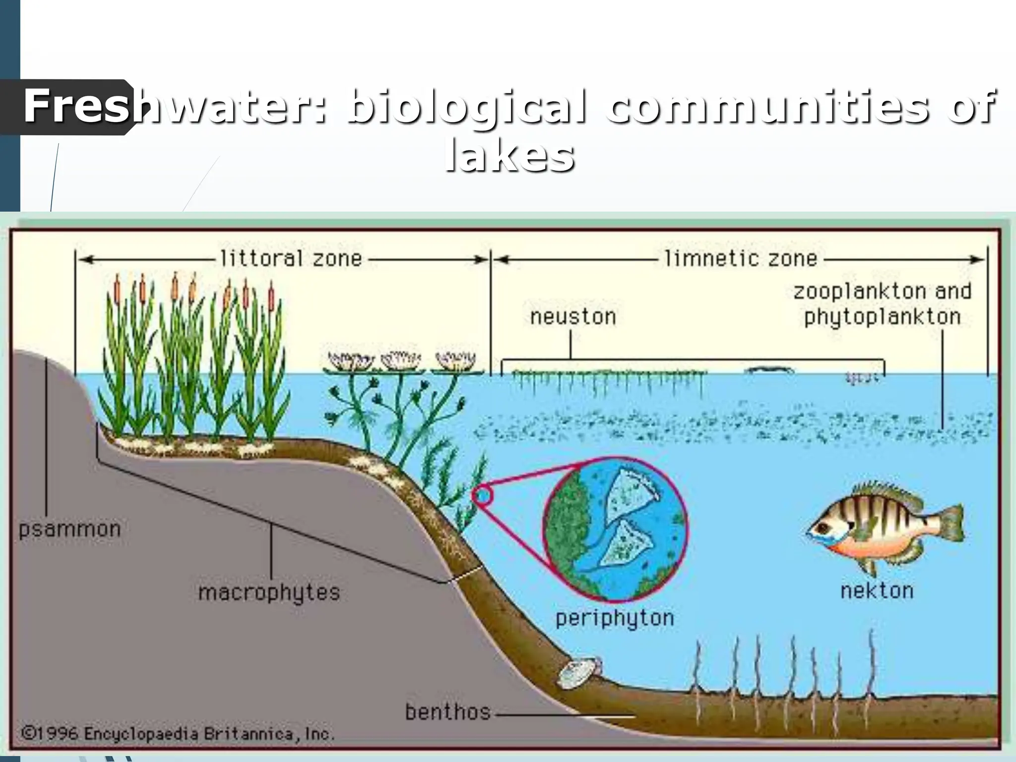 lake ecosystem.pptx000000000000000000000 | PPTX