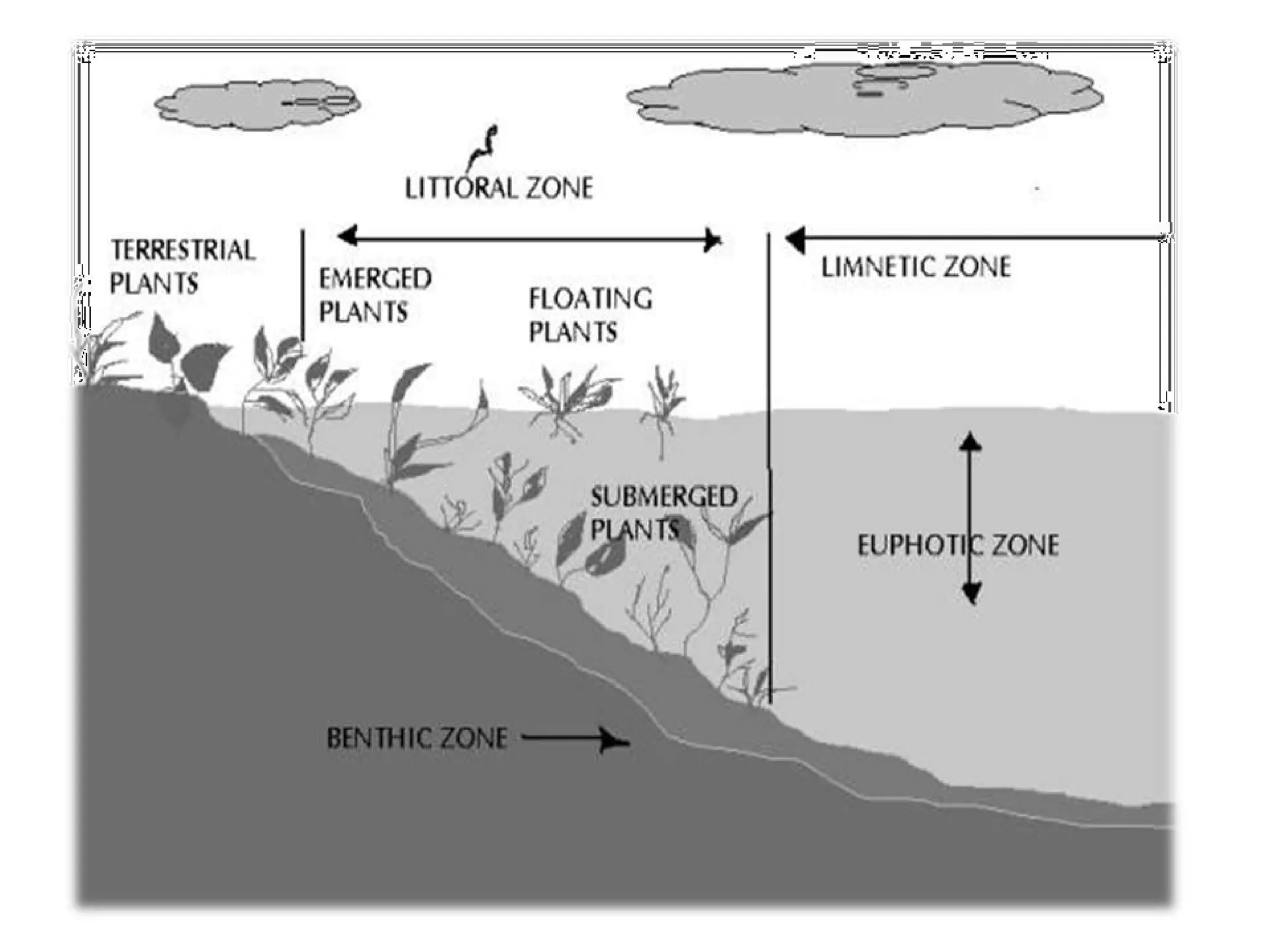 Lake ecosystem : Physical factors affecting lake ecology | PDF