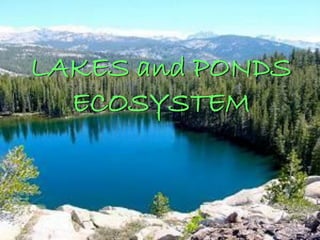 Ponds And Lakes Biome