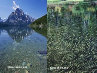 Eutrophic Lake Vs Oligotrophic