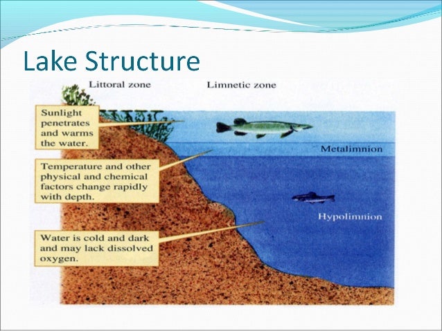 Lake & Pond Cleaning