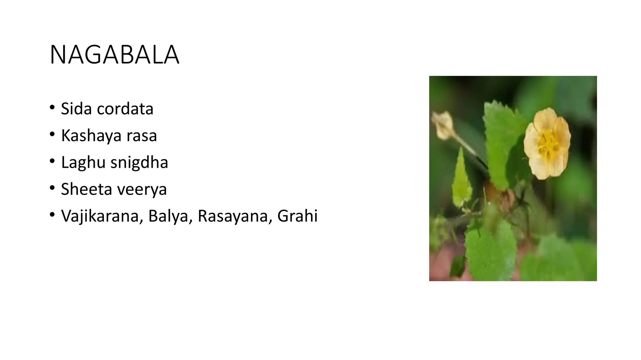 Lakshmivilasa Rasa.pptx as per NCISM AYU | PPTX