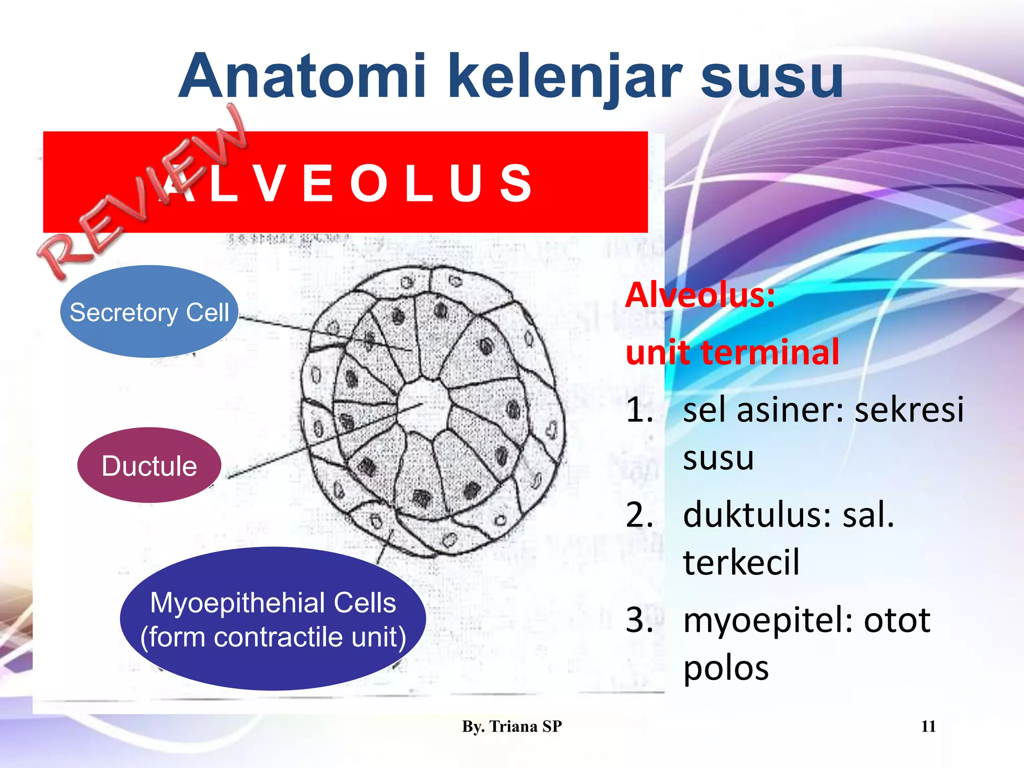 LAKTASI | PPT